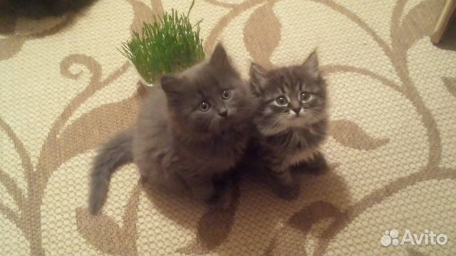 Красивые две кошечки