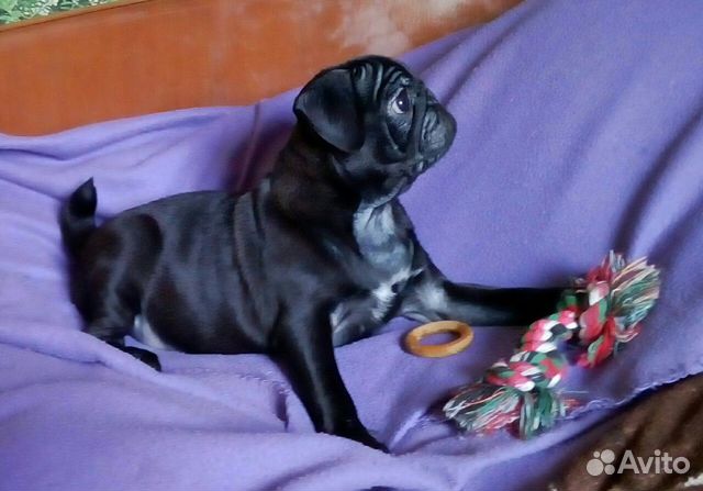Продаётся щенок чёрного мопса