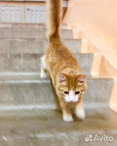 Солнечный котенок