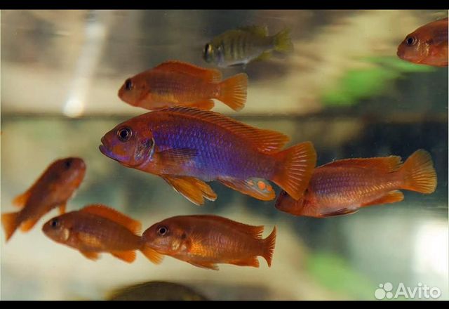 Рыба Цихлиды Йодотрофеусы