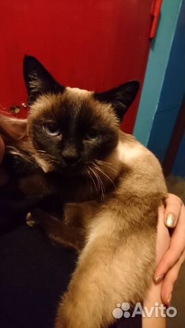 Сиамская киска в добрые руки