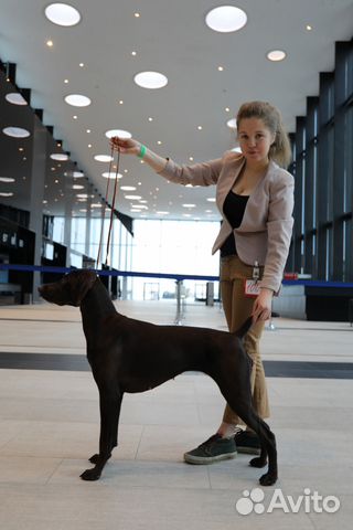 Щенки курцхаара