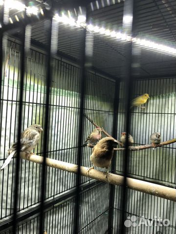 Канарейки амадины чечетка