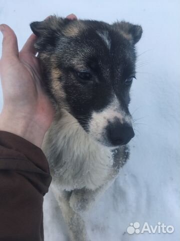 Щенки в добрые руки