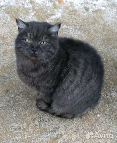 Кошечка