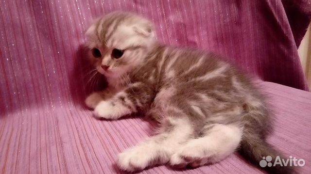 Шотланский вислоухий красавец