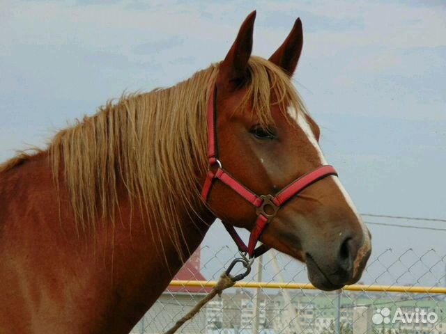 Продаю Будённовскую кобылу