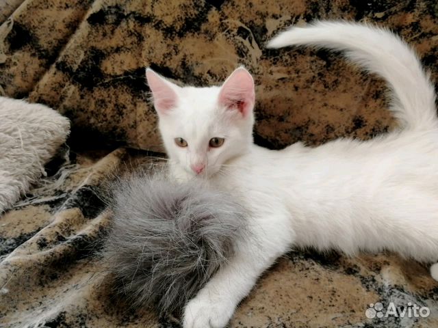 Котёнка 3 месяца. Белого окраса. Отдам В хорошие р