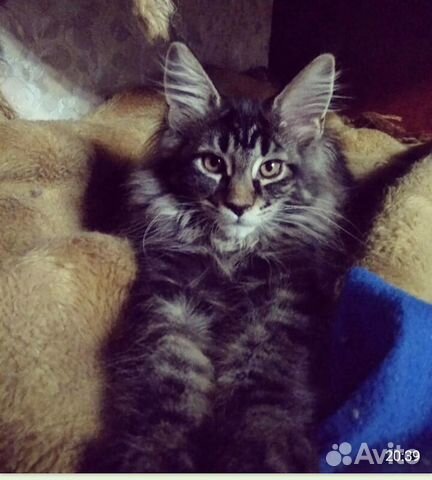 Котята мейнкуна три месяца