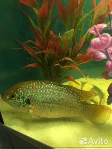 Аквариумные рыбки