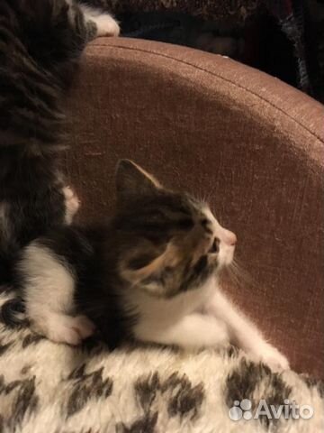 Котенок инвалид
