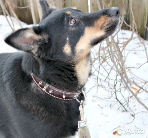 Герда преданная человеком