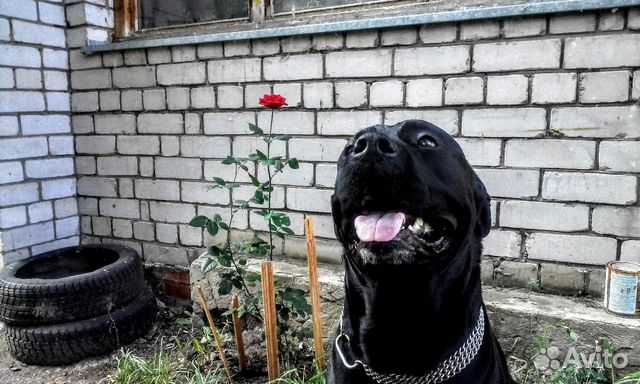 Вязка. Ротвейлер