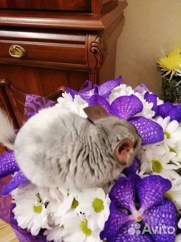 Мальчик, 2 месяца