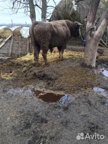 Закупаем скот овец