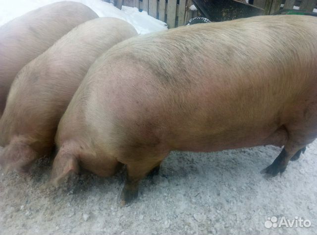Продам или обменяю кабана