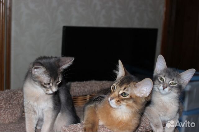 Продаются Котята Сомали