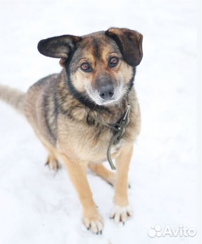 Верный друг Гаврик