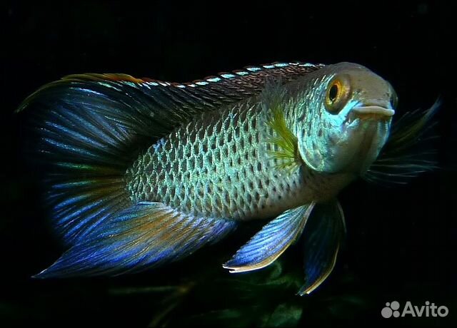 Наннакара за шоколадку