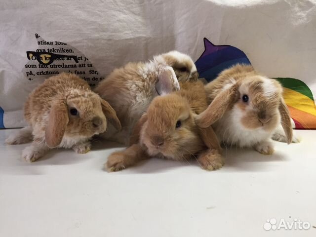 Карликовые кролики бараны рыжики