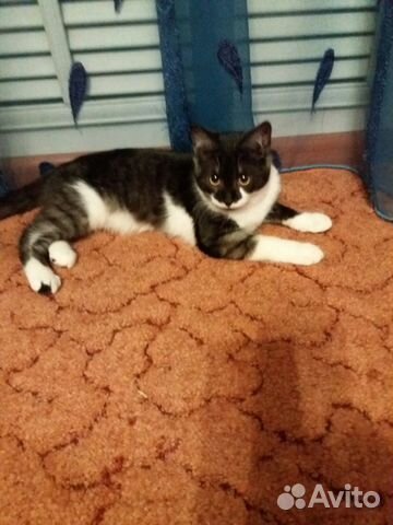 Кошечка в добрые руки