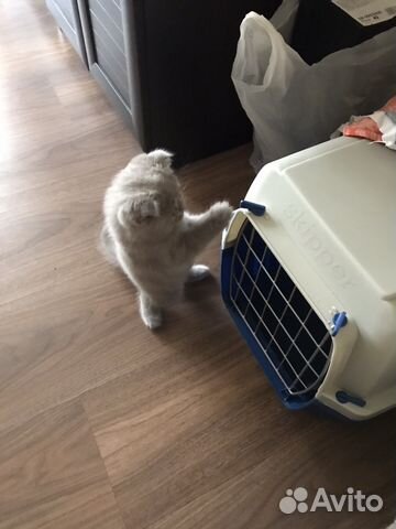 Шотландский вислоухий котёнок