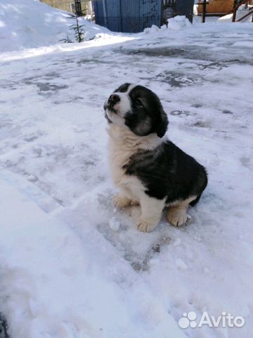 Щенята