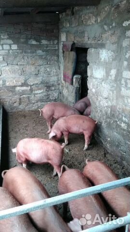 Свинки дюрок на племя