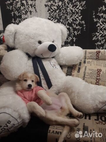 Отдам в добрые и заботливые руки