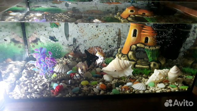 Аквариум живой в комплекте