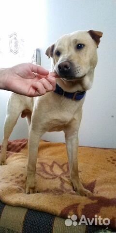 Шарпеи Щенки 7-8 мес