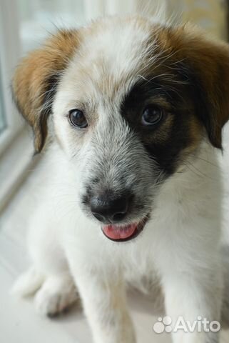 Щенок ищет дом