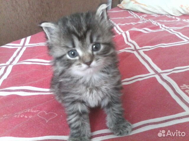 Котейка