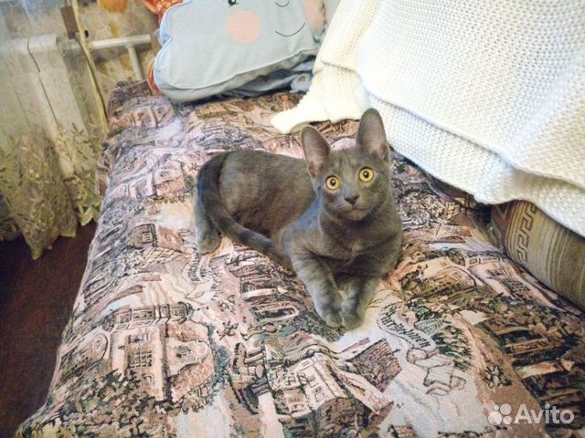 Котенок в добрые руки
