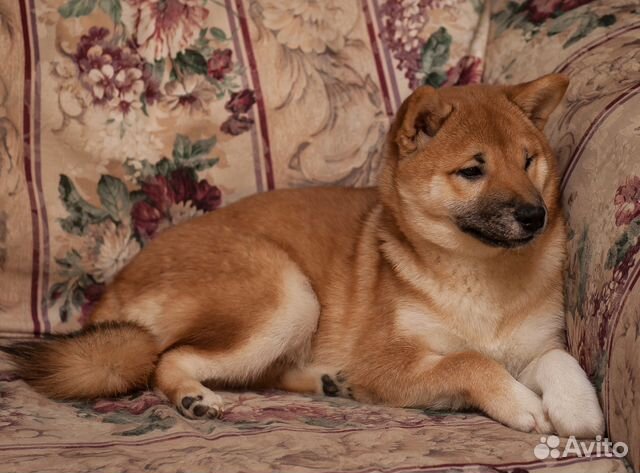 Щенок сиба - ину (девочка - подросток)