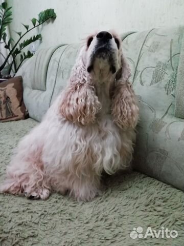 Американский кокер спаниель