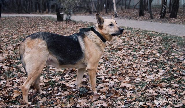 Собака Вита, 5 лет
