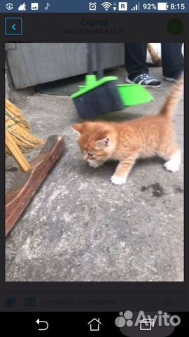 Возьму рыжего котенка