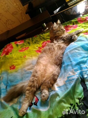 Отдам котенка в добрые руки,девочка,игривая,ласков