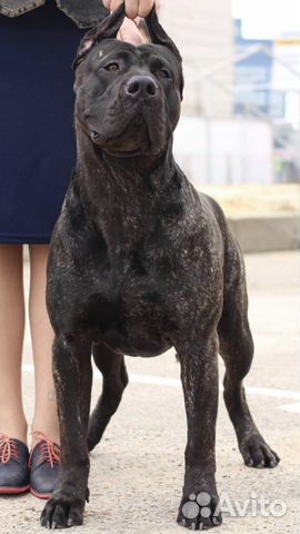 Щенки Presa Canario (Канарский Дог)