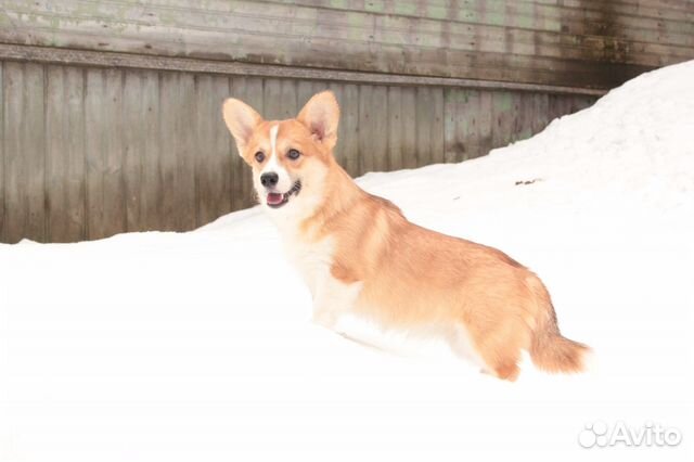 Вельш корги пемброк, 2 девочки