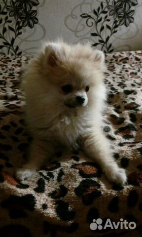 Девочка пушистик