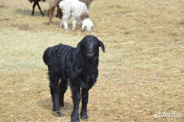 Ягнята Адельбаевской породы и козлята