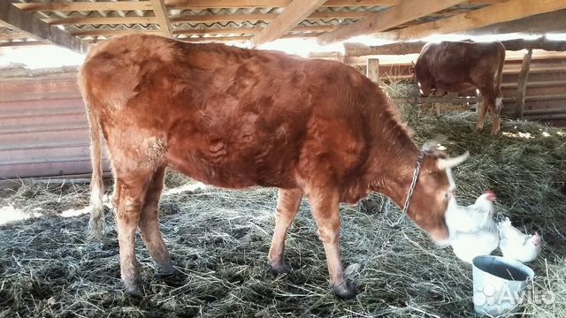 Телка яловая