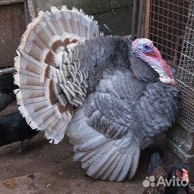 Индюк Аспидный