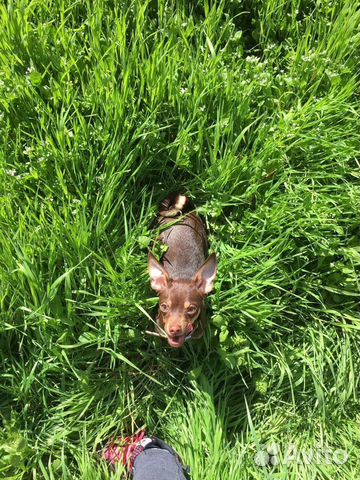 Красивейшая мадмуазель ищет кавалера