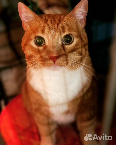 Важный Кот Рыжик 2 года