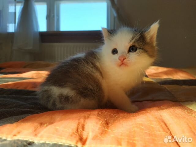 Котёнок в добрые руки