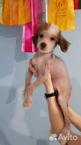 Китайская хохлатая