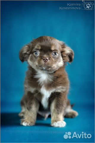 Шоколадная кроха для сладкой жизни